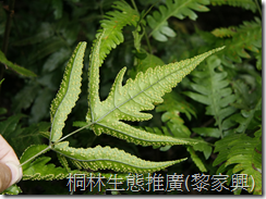 桐林生態社區影像雜誌: 三叉蕨 Tectaria subtriphylla